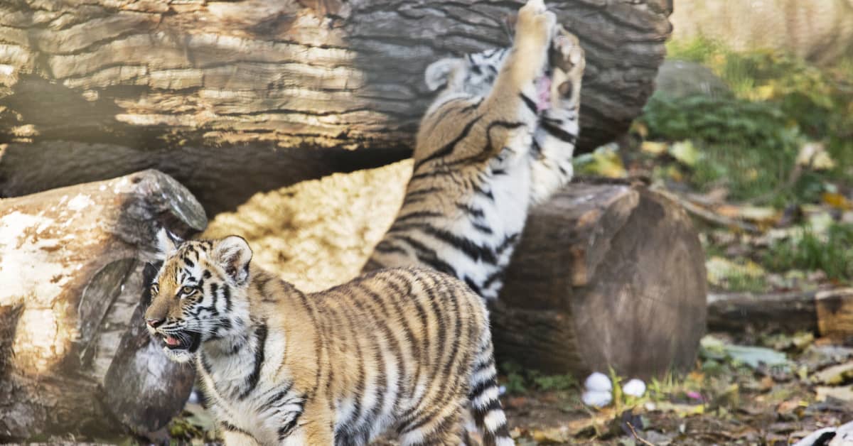 Helsinki Zoo's Siberian tiger triplets heading off into the world | Yle