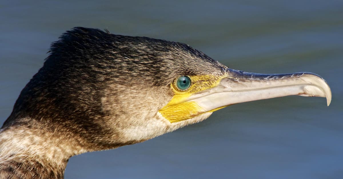 Merimetso teki kepposet Ilmatieteen laitokselle – käy vääntämässä ...