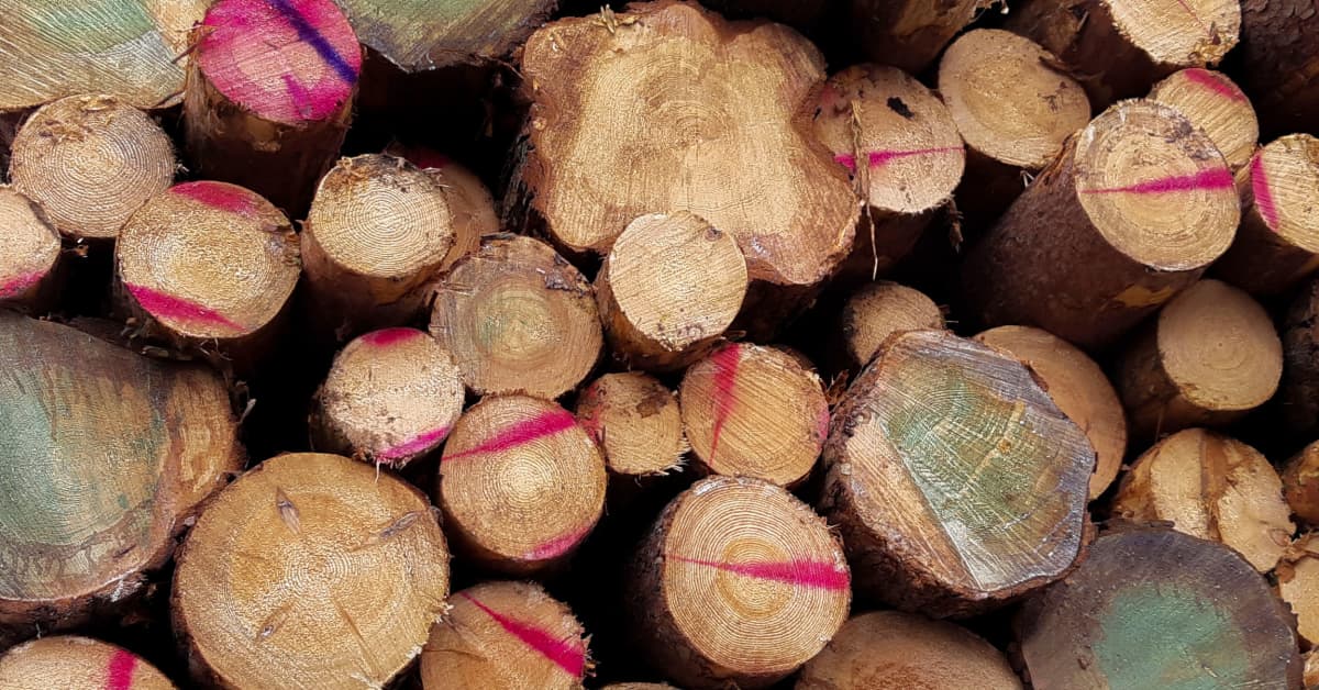 Vienti pitää Suomen sahat pystyssä – ala toivoo valtiolta toimia ...