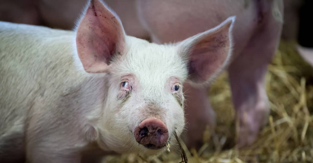 Ärhäkkä bakteeri riivaa suomalaisia sikoja – ei tartu kypsästä lihasta ...
