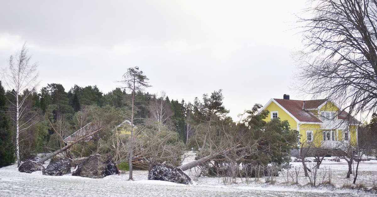 Aapeli-myrsky vaati ensimmäisen kuolonuhrin | Yle