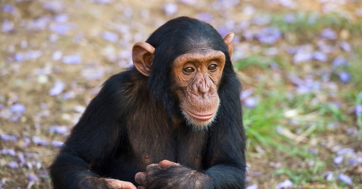 Simpanssin kasvot tunnistavalla ohjelmalla yritetään estää eläinten ...
