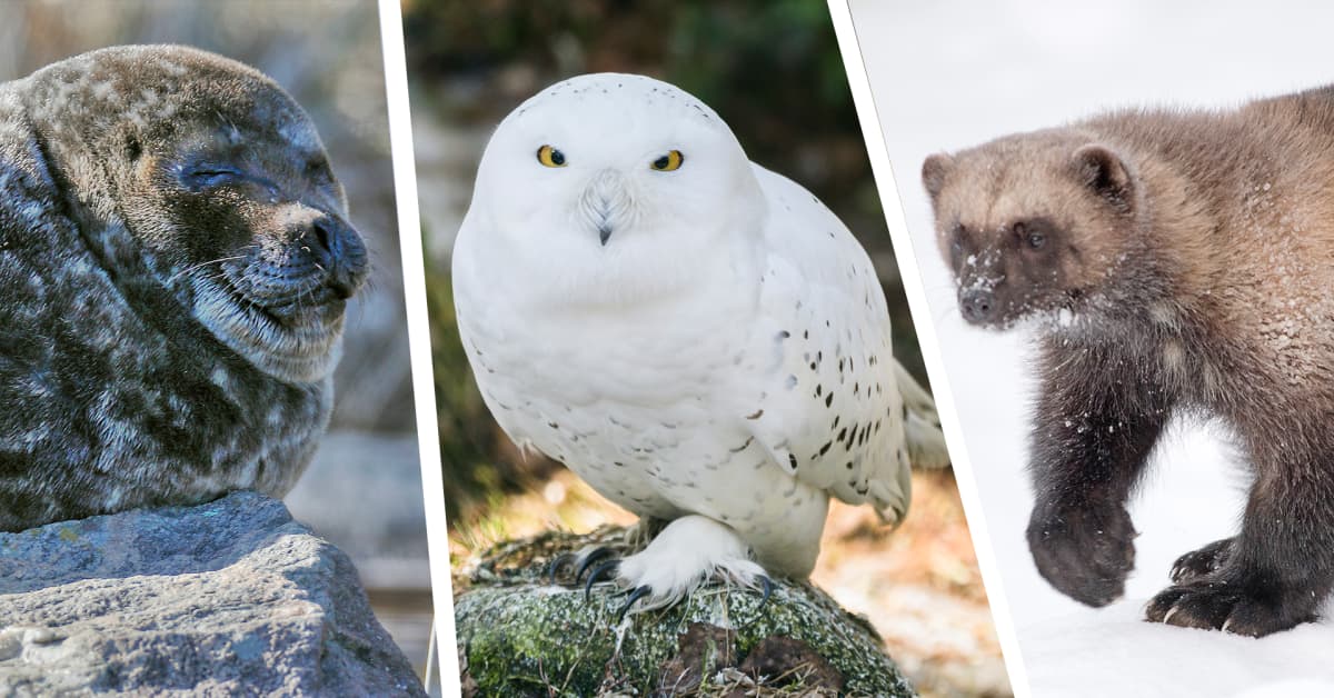 Every ninth species in Finland endangered, says new report | Yle