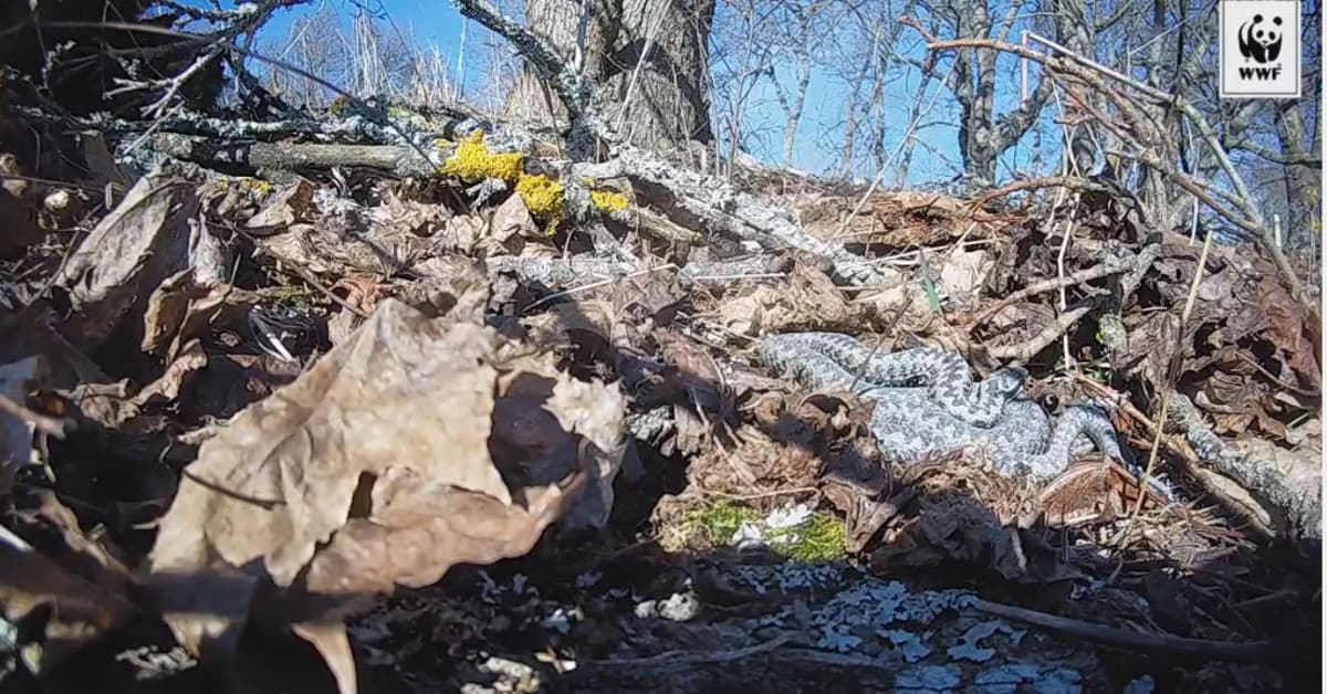 WWF:n Kyykamera keräsi puoli miljoonaa katsojaa – supersuosittu Norppalive aukeaa seuraavaksi | Yle