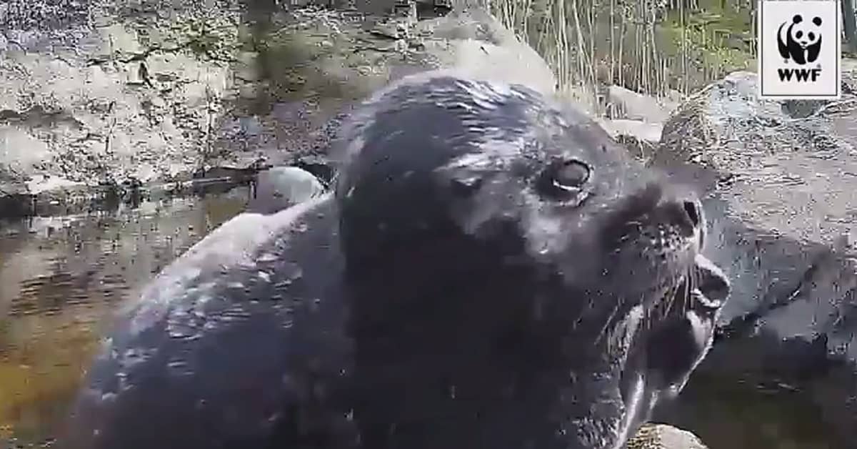 Suosittu Norppalive saimaannorpan lepokiveltä alkaa taas keskiviikkona | Yle