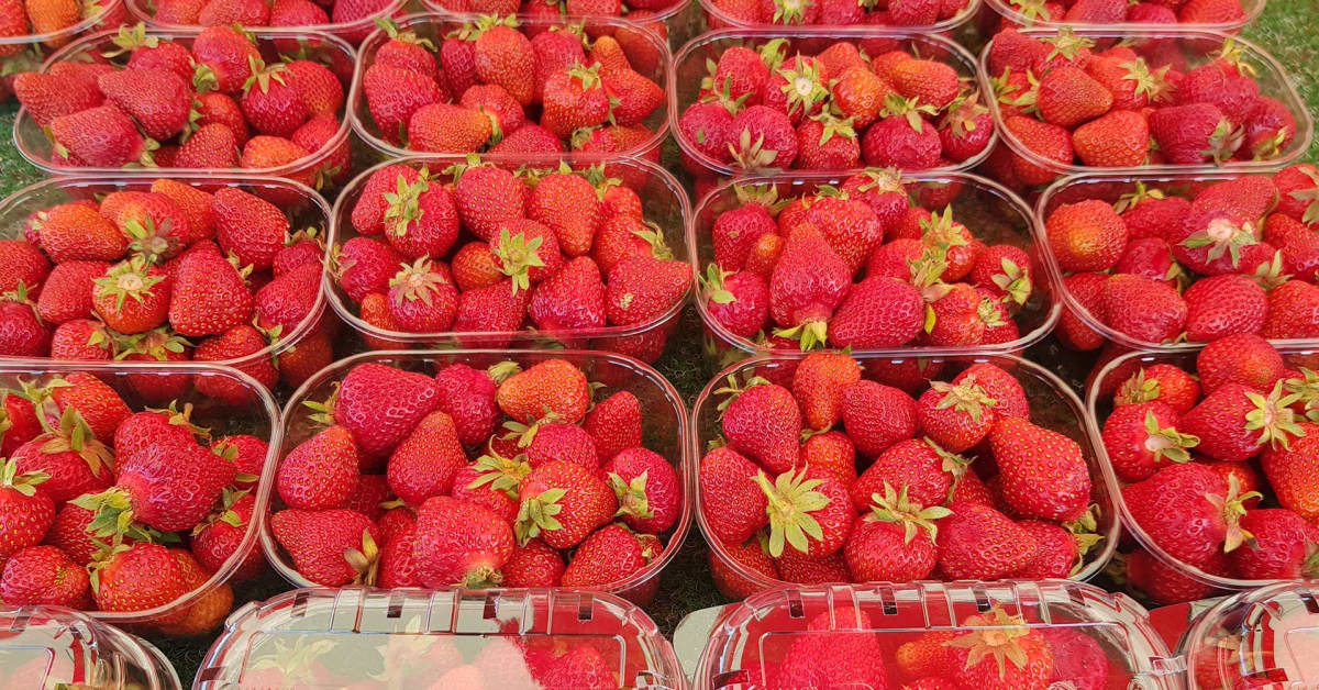 New procedure unmasks foreign strawberries posing as Finnish | Yle