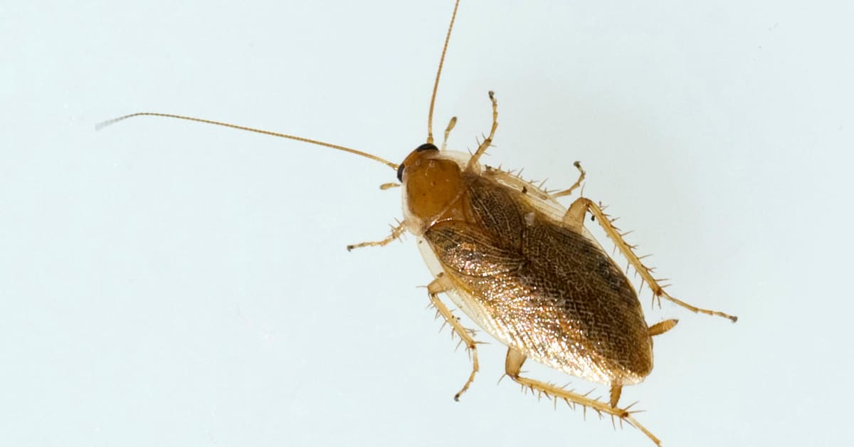 Torakat taitavat periä maan – ainakin jos uuteen tutkimukseen on ...