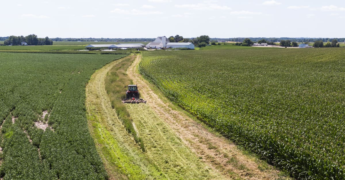 Agriculture minister: Finnish animal feed to be soy-free by 2025 | Yle