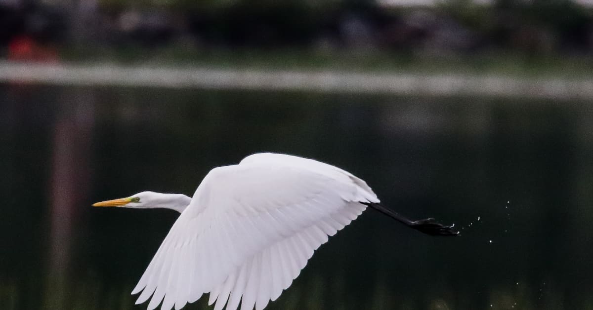 Kaikkien aikojen haikarakesä voi jatkua jopa lokakuuhun asti | Yle