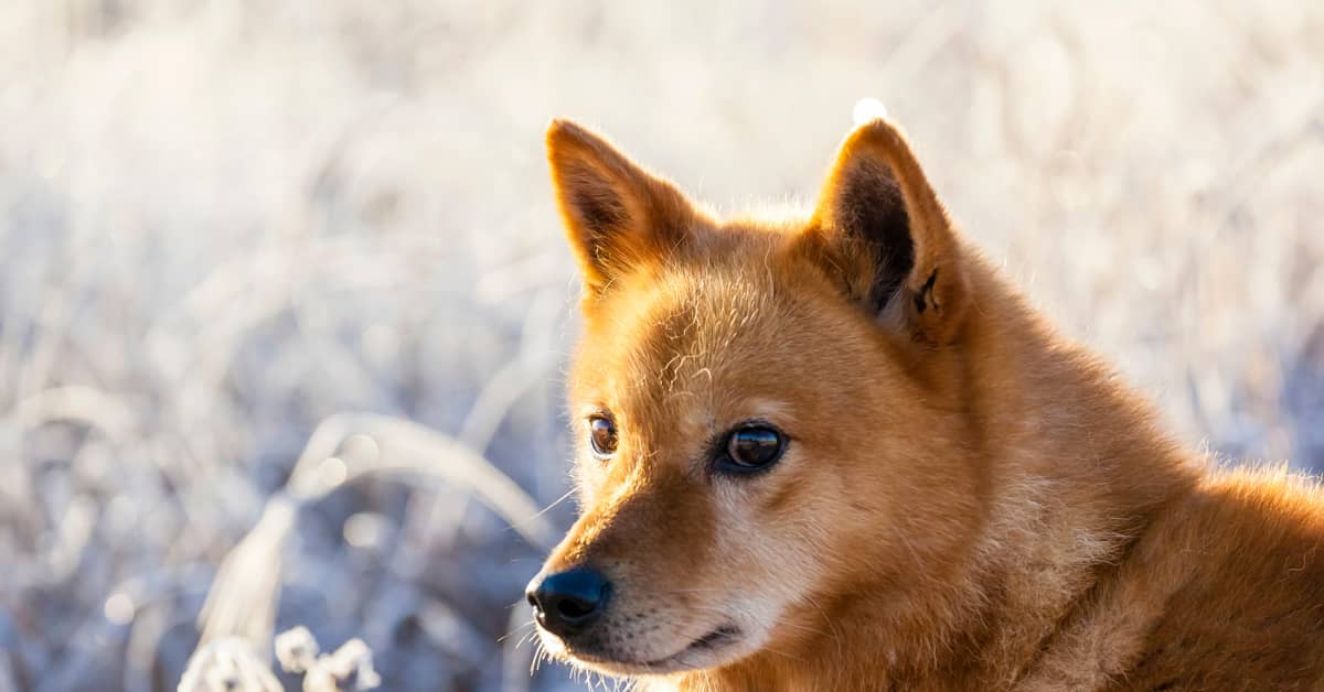 Suomenpystykorvien sukutaulut selvitettiin 1800-luvulle saakka ...