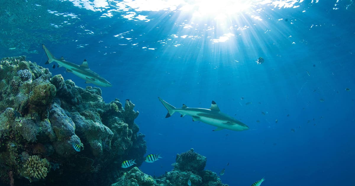 Ilmastonmuutos vie merivedestä hapen – sadat merialueet muuttuneet ...