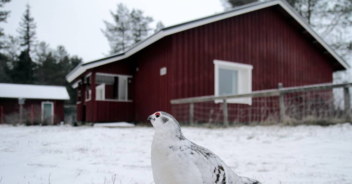 Superharvinainen pyyn ja riekon poikue bongattiin Lapissa – dna ...