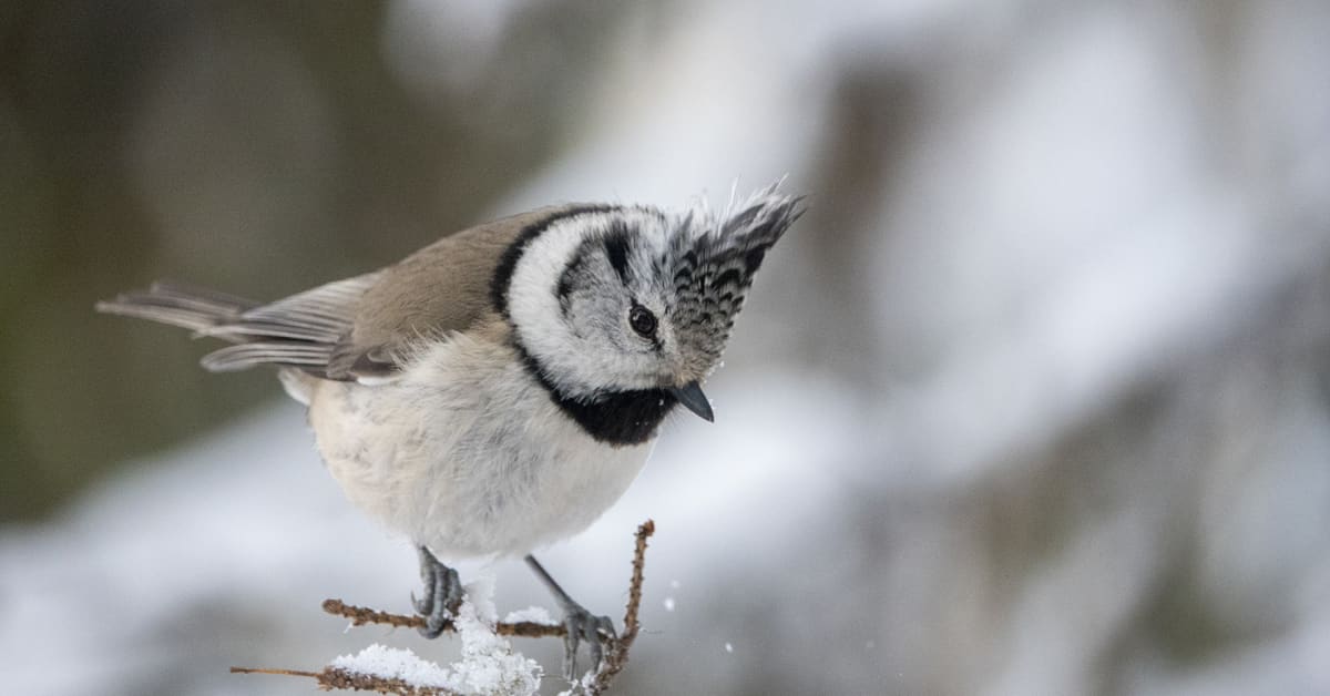Kamera kuvaa nyt suorana uhanalaisten lintujen talviruokintaa – WWF ...