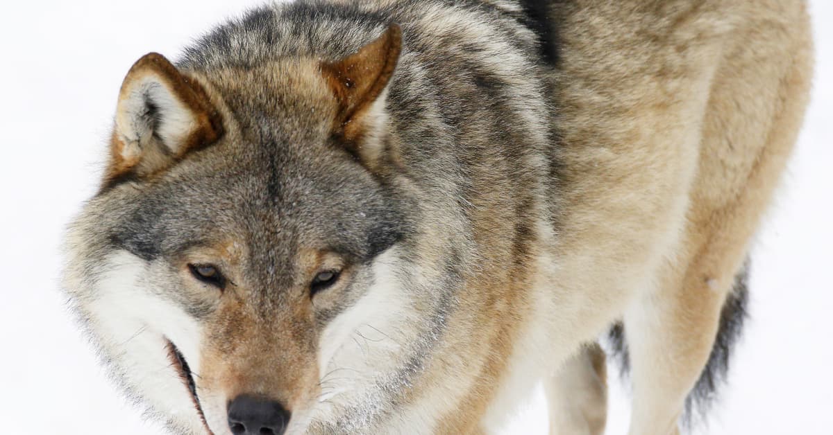 Luke: Finland's wolf population growth stalling | Yle
