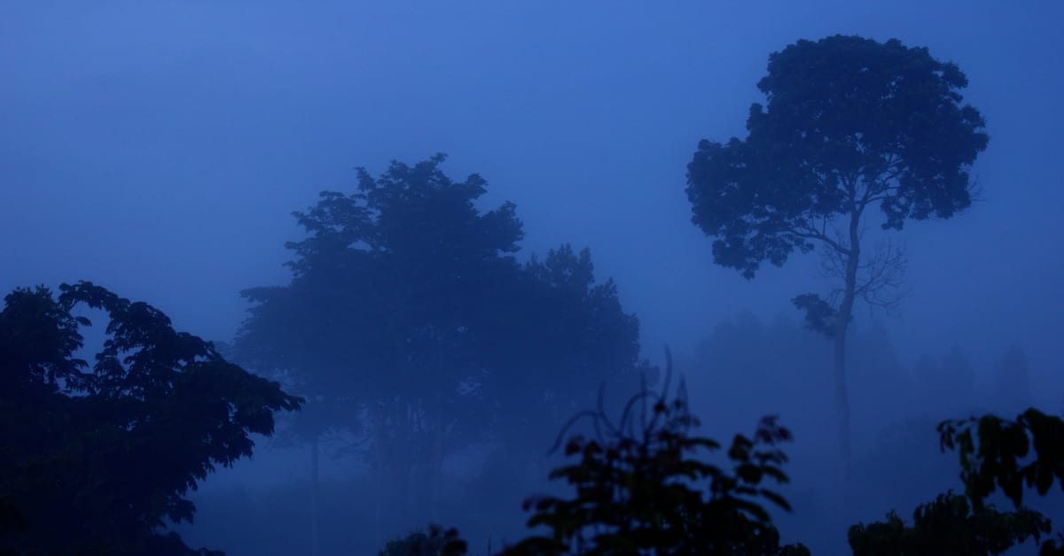 Ranskalaisyhtiön öljyputki uhkaa harvinaisten apinoiden kotimetsää ...