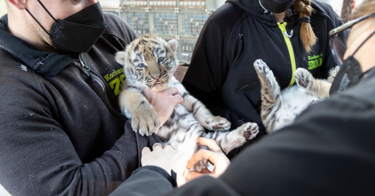 Korkeasaari aloitti suoran lähetyksen amurintiikereiden pesästä ...
