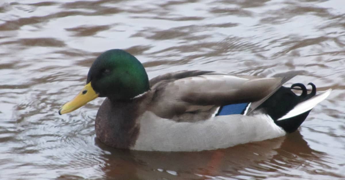 Ylen lintutesti kiinnosti lukijoita – vain harva tunnisti kaikki ...