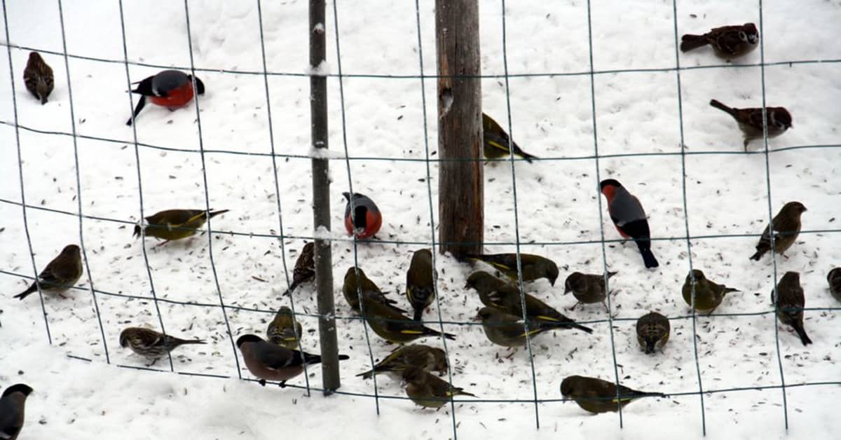 Lintulajit testaavat muskeleitaan lintulaudalla | Yle