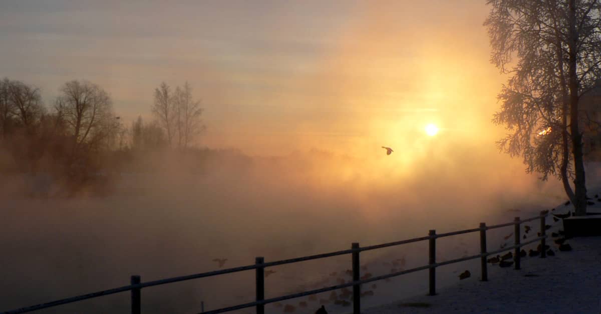 Harvat ja valitut sääkuvat pääsevät televisioon | Yle