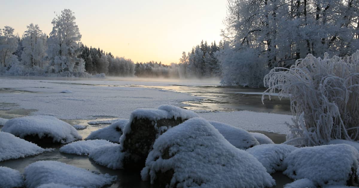 Hyvä luontokuva vaatii kärsivällisyyttä | Yle