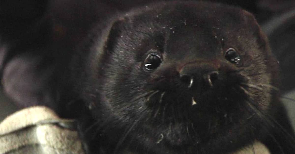 Minkki on riiviö alivuokralaisena | Yle