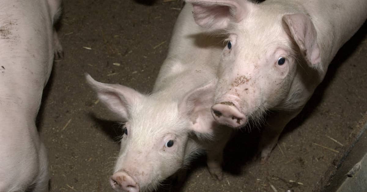 Severe neglect uncovered at Loimaa pig farm | Yle