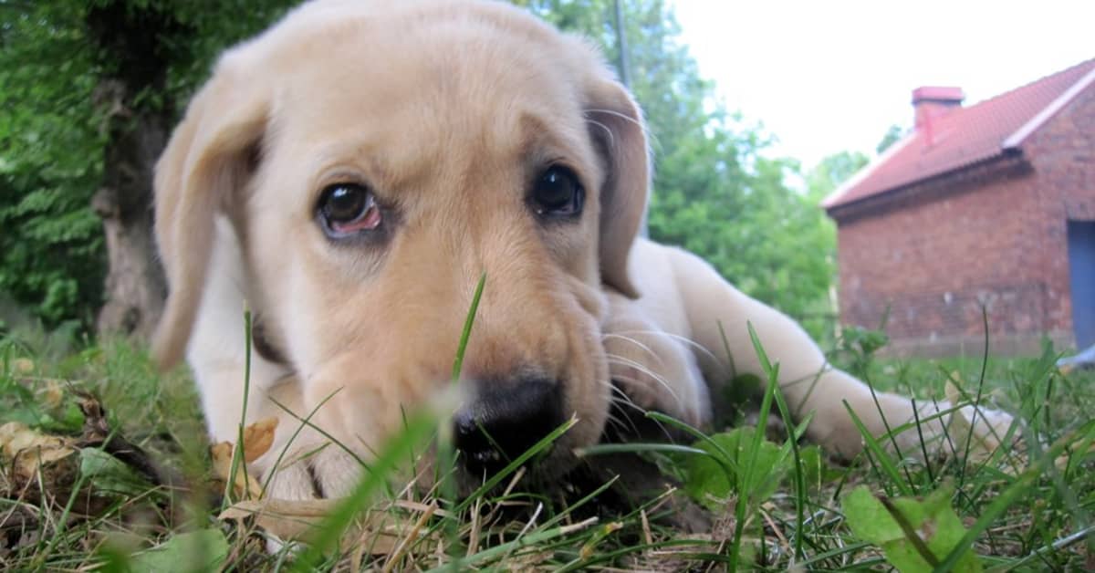 Heisimatolääkitys annetaan koiralle ulkomailla | Yle