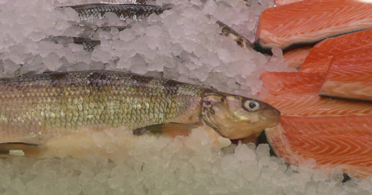 Siika lihotetaan pikana kasvattamosta kalatiskiin | Yle