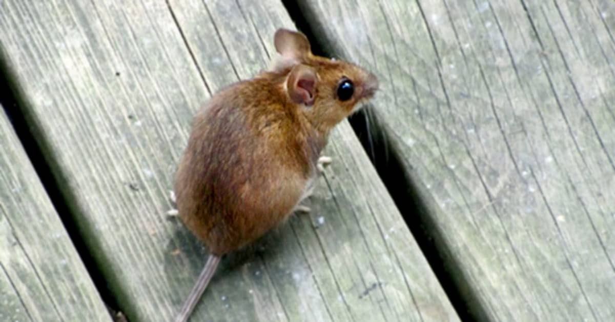Hiiri paljastaa itsensä kakkimalla ja jyrsimällä | Yle