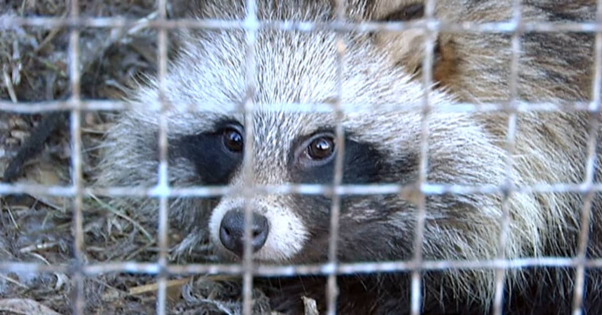 Supikoira leviää kohti pohjoista | Yle