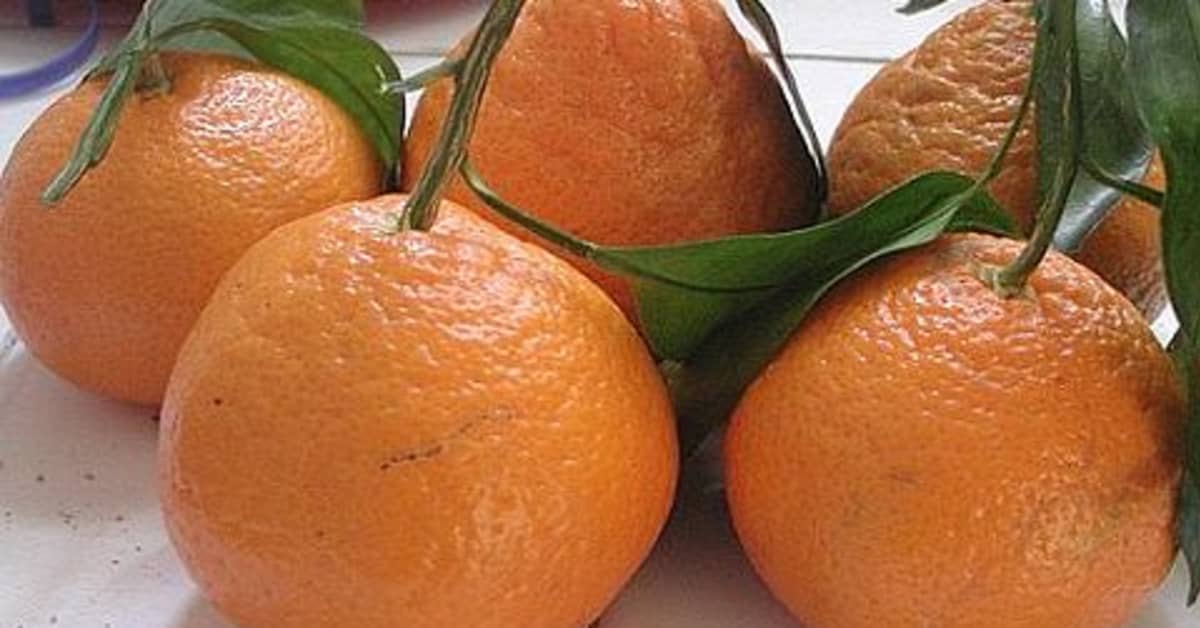 Anteeksi, onko tämä mandariini satsumoisin klementiini? | Yle