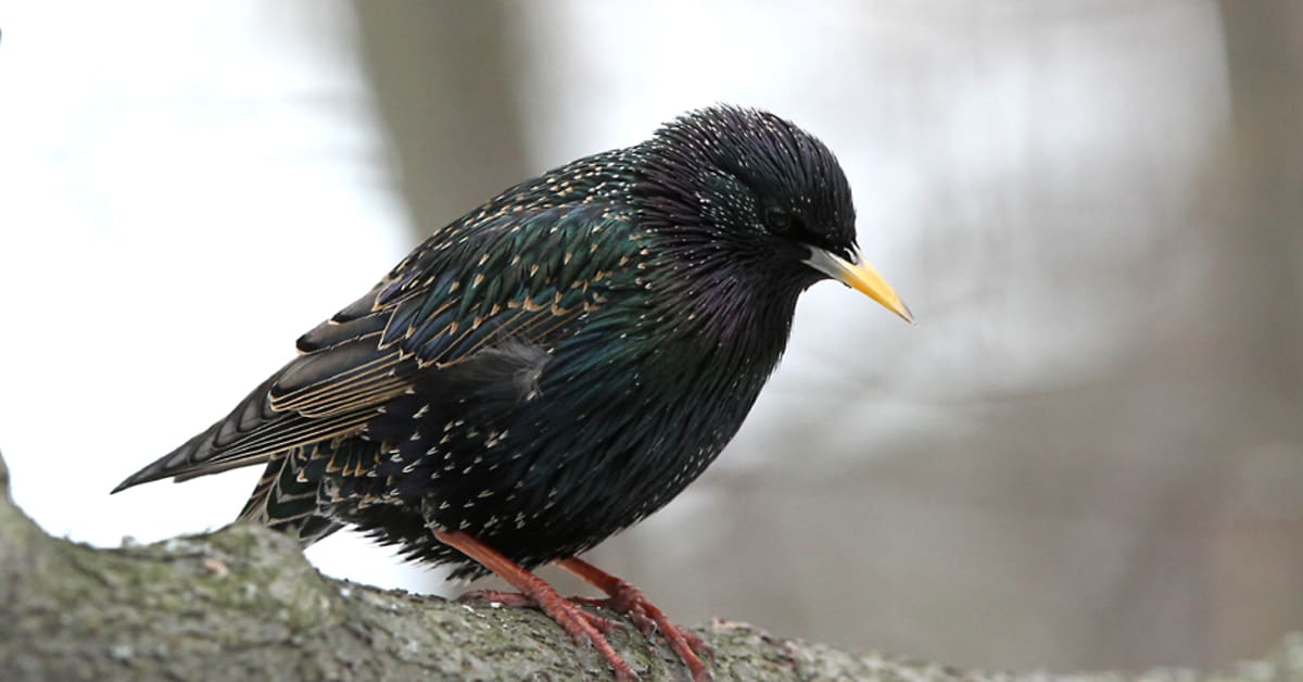 Kottarainen löytää pöntön | Yle