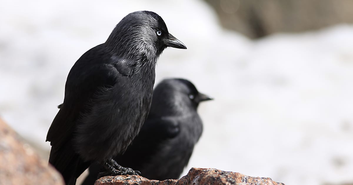 Kiimainen naakka valtaa savupiipun | Yle