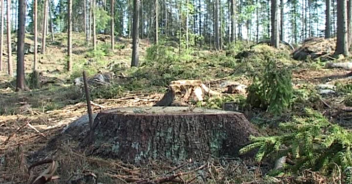 "Kannot talteen ja vesille, puunuitto kunniaan", esittää nuori ...