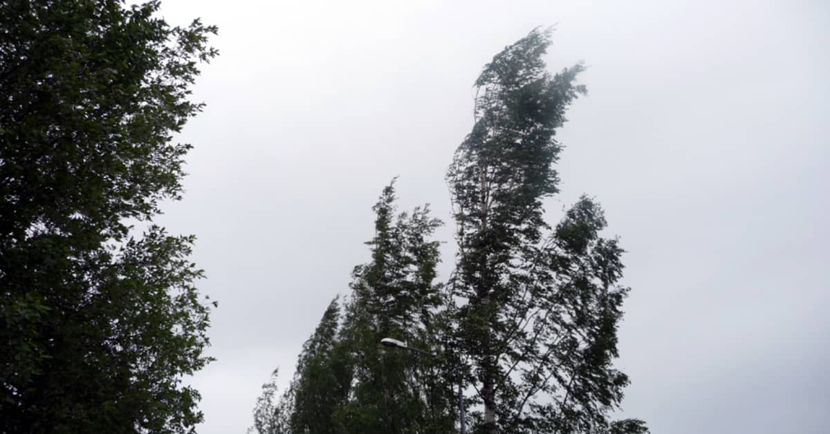 Kova tuuli kaataa puita Satakunnassa | Yle