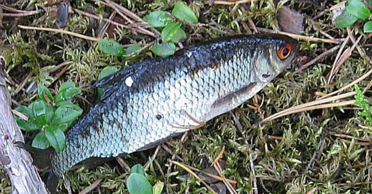 Kainuun Radion katiska | Yle