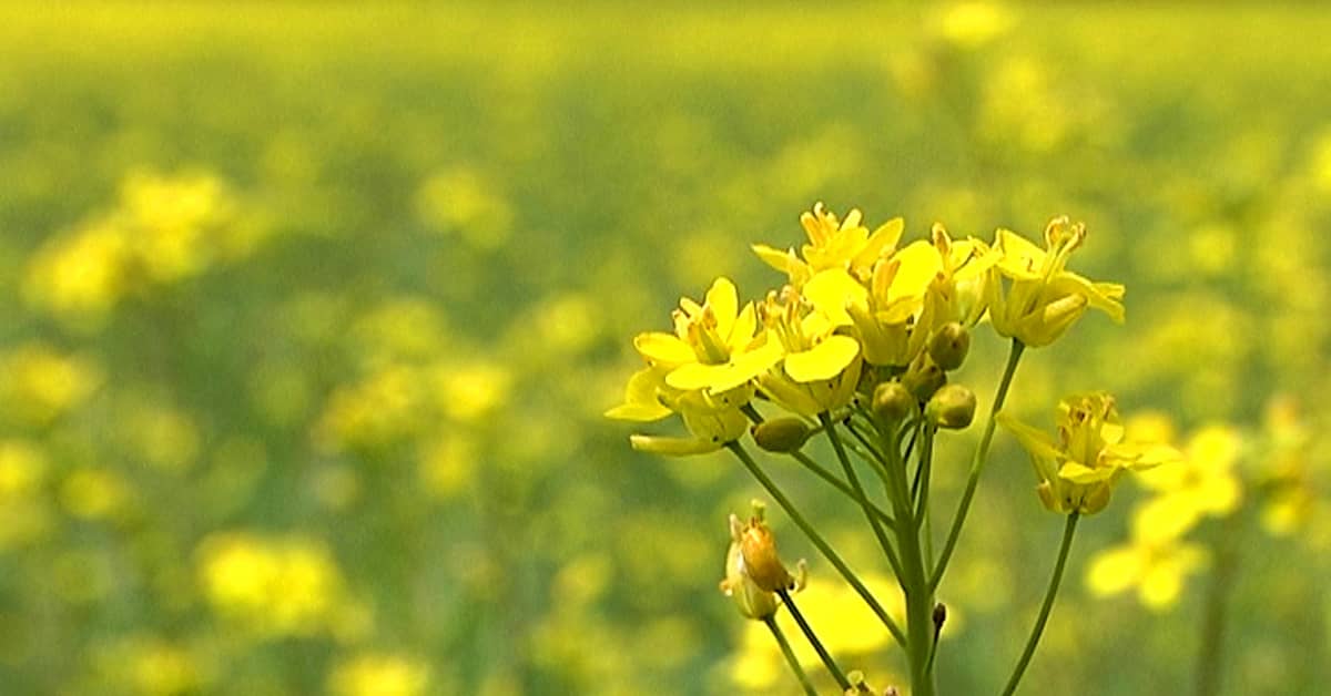 Onko tämä rypsin ja rapsin viimeinen vuosi? | Yle