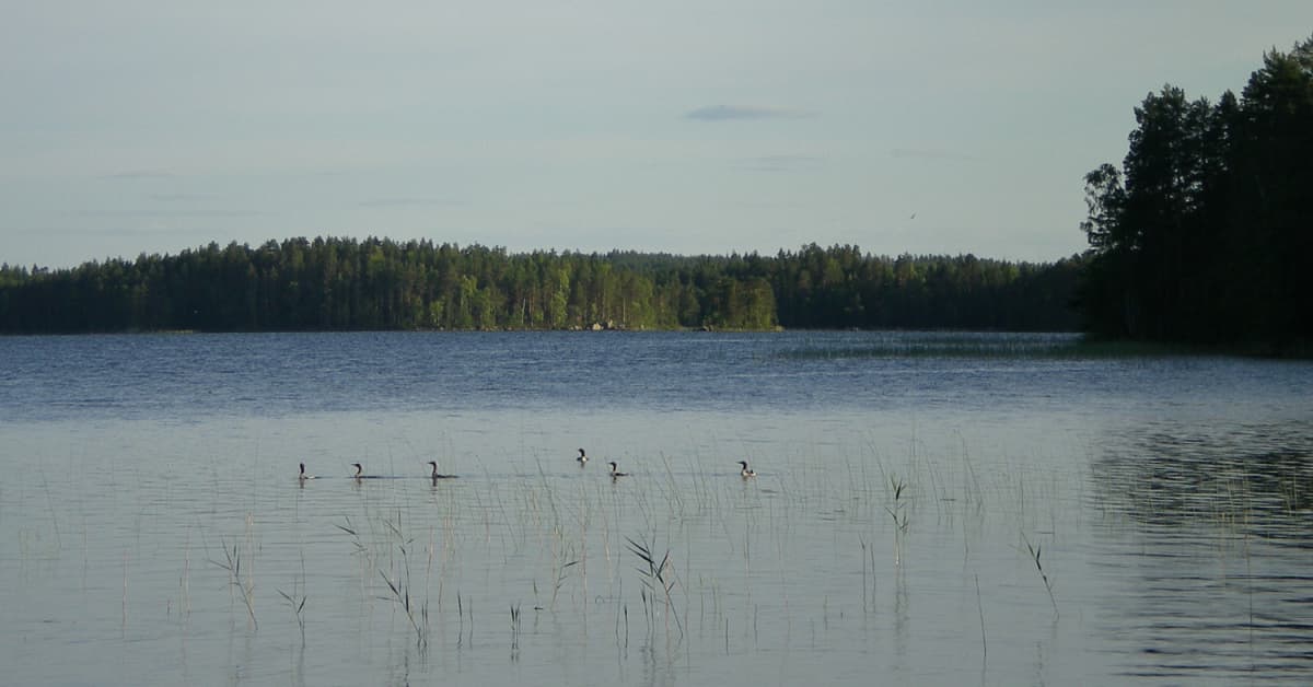 Kuikka on mökkijärven ylpeys | Yle