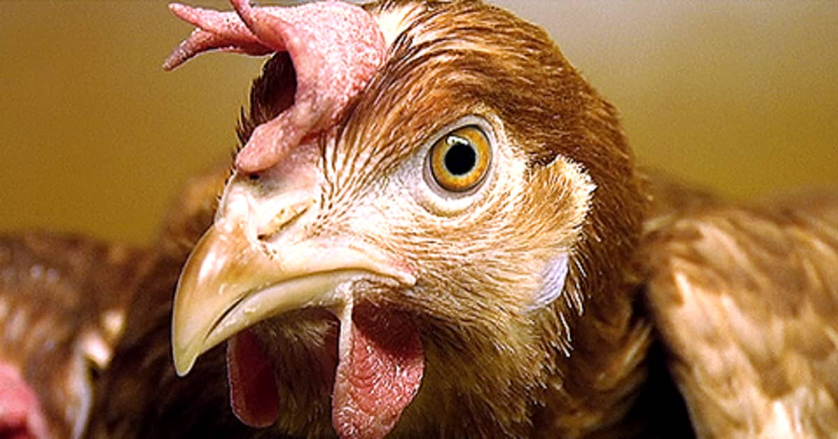 Finns Eat More Fowl Than Beef | Yle