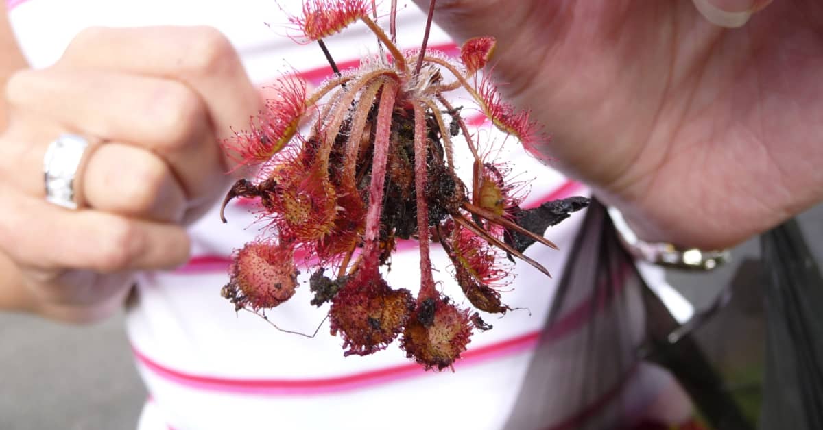 Oulun kihokit Sveitsiin | Yle