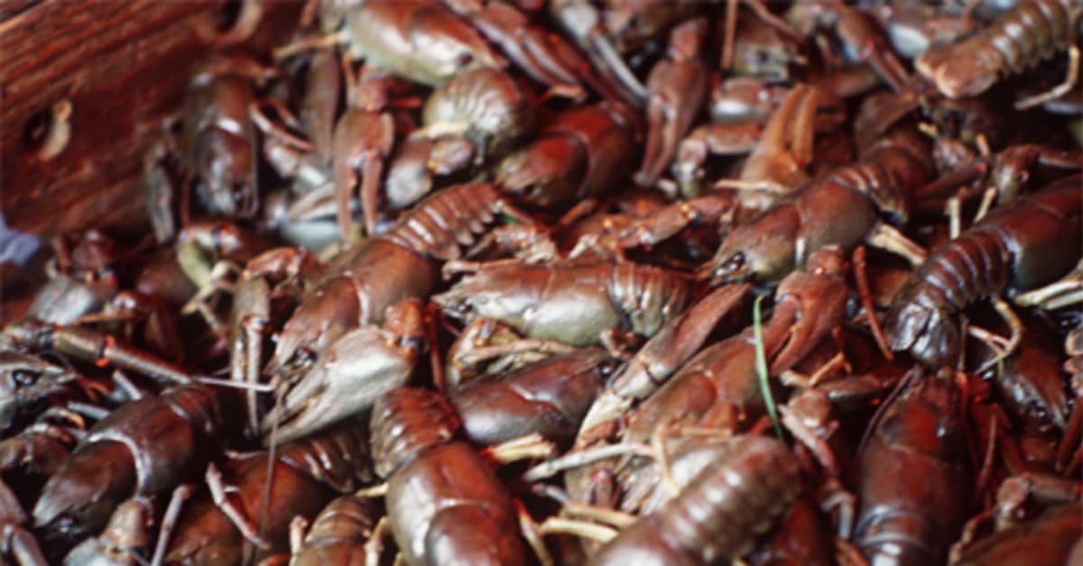 Crayfish Season Begins | Yle
