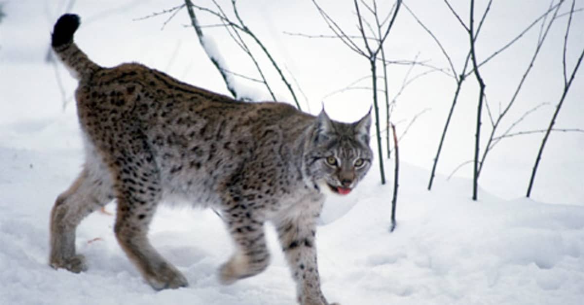 Lynx Hunting Season Begins | Yle