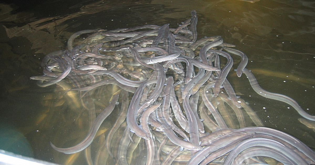 Ankerias ei tarvitse vettä vaeltaakseen | Yle