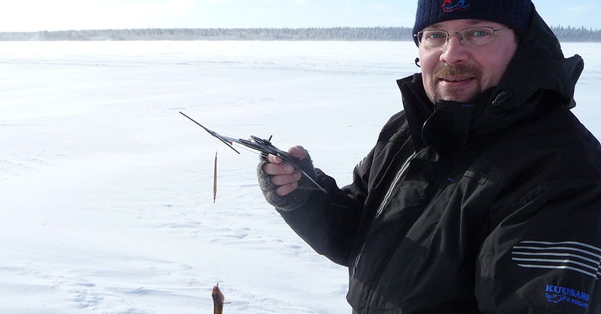 Kylmyys ja pimeys pienentävät pilkkisaalista | Yle