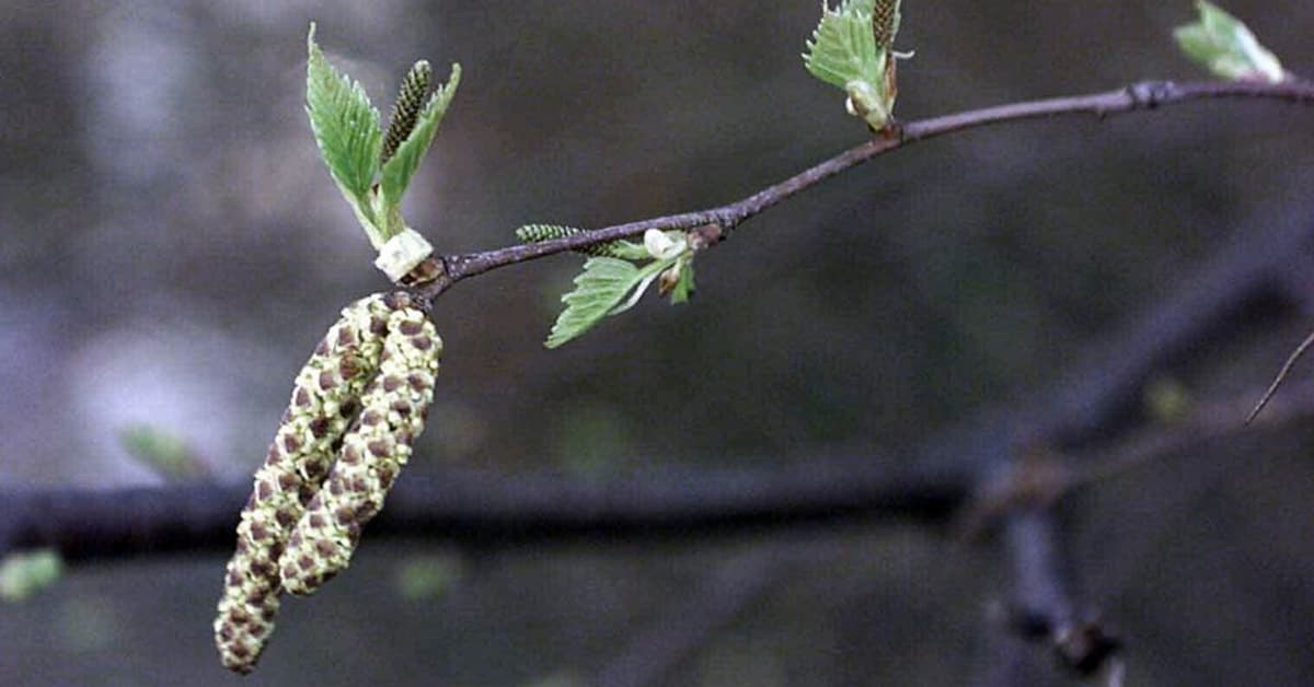 Near-record levels of pollen seen | Yle