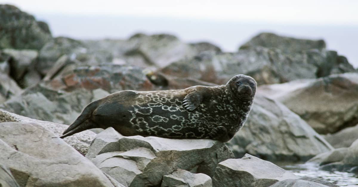 "An extreme version of the Finns" - Saimaa ringed seal genome mapped | Yle