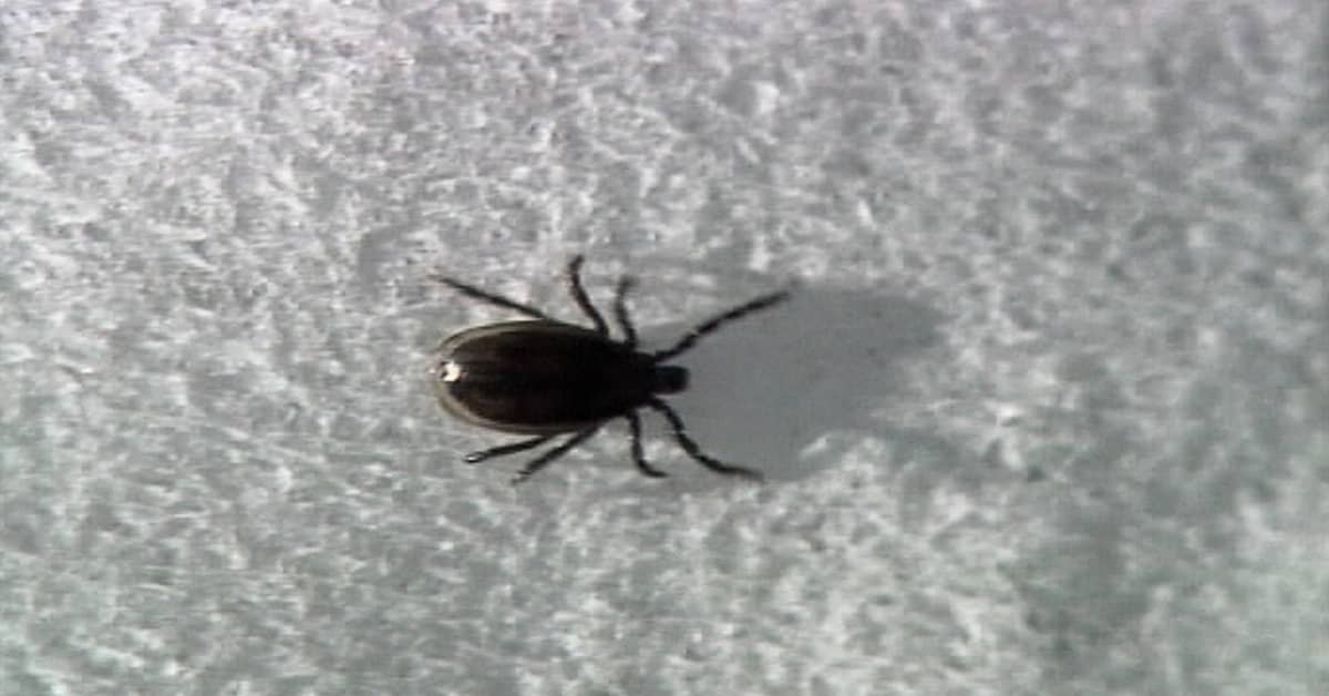 Punkki synnyttää turhaa hysteriaa | Yle