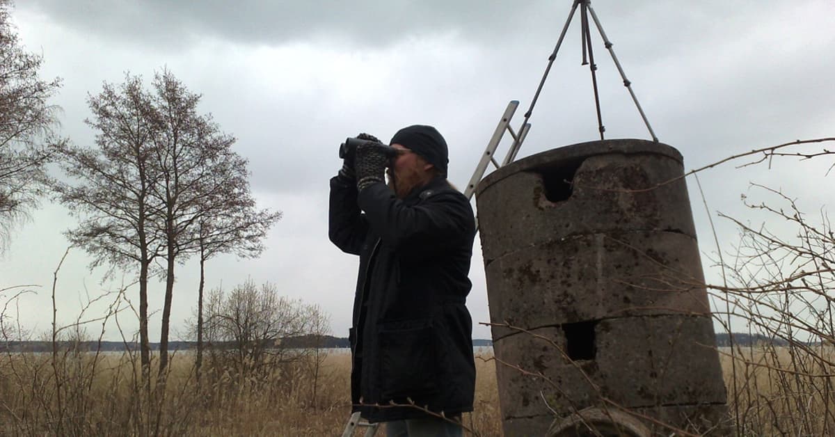 Kylmyys kohmetti kahlaajien kevätmuuton | Yle