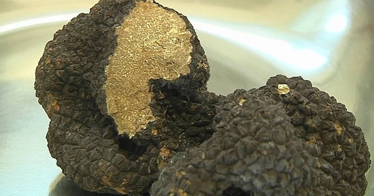 Juvan tryffeleistä saa kohta maistiaisia | Yle