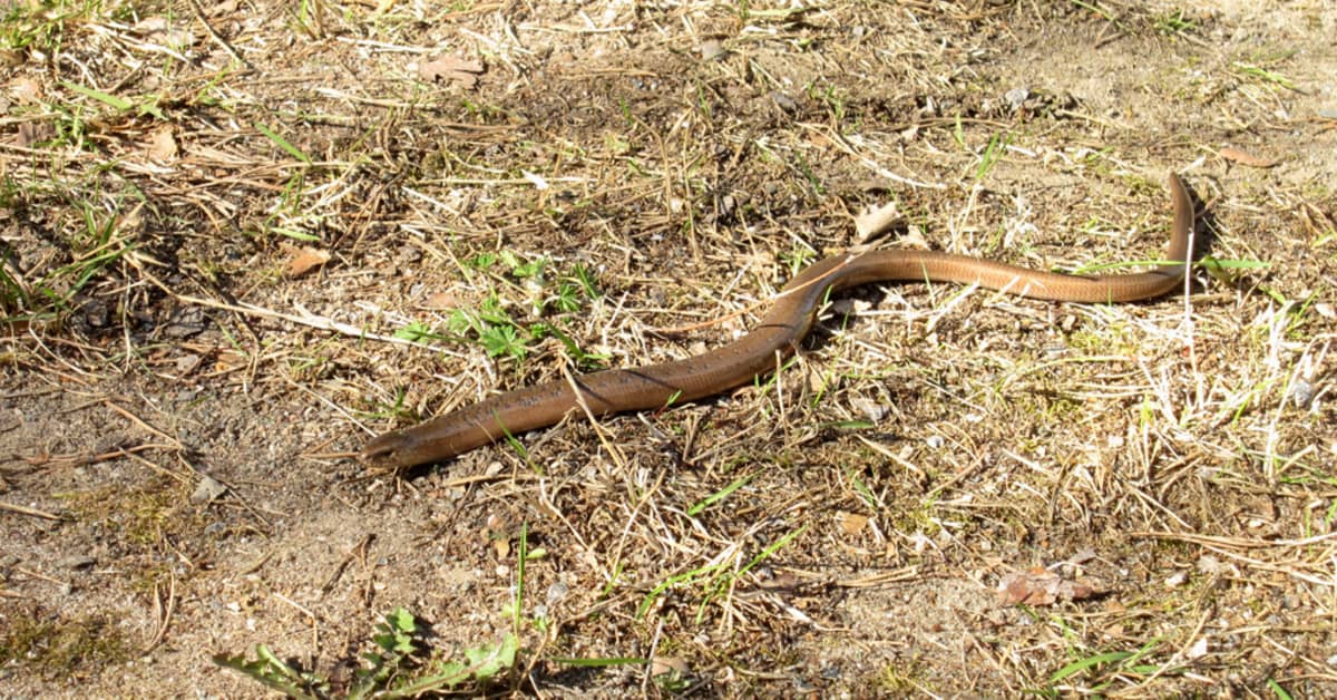 Vaskitsa on yllättävän yleinen | Yle